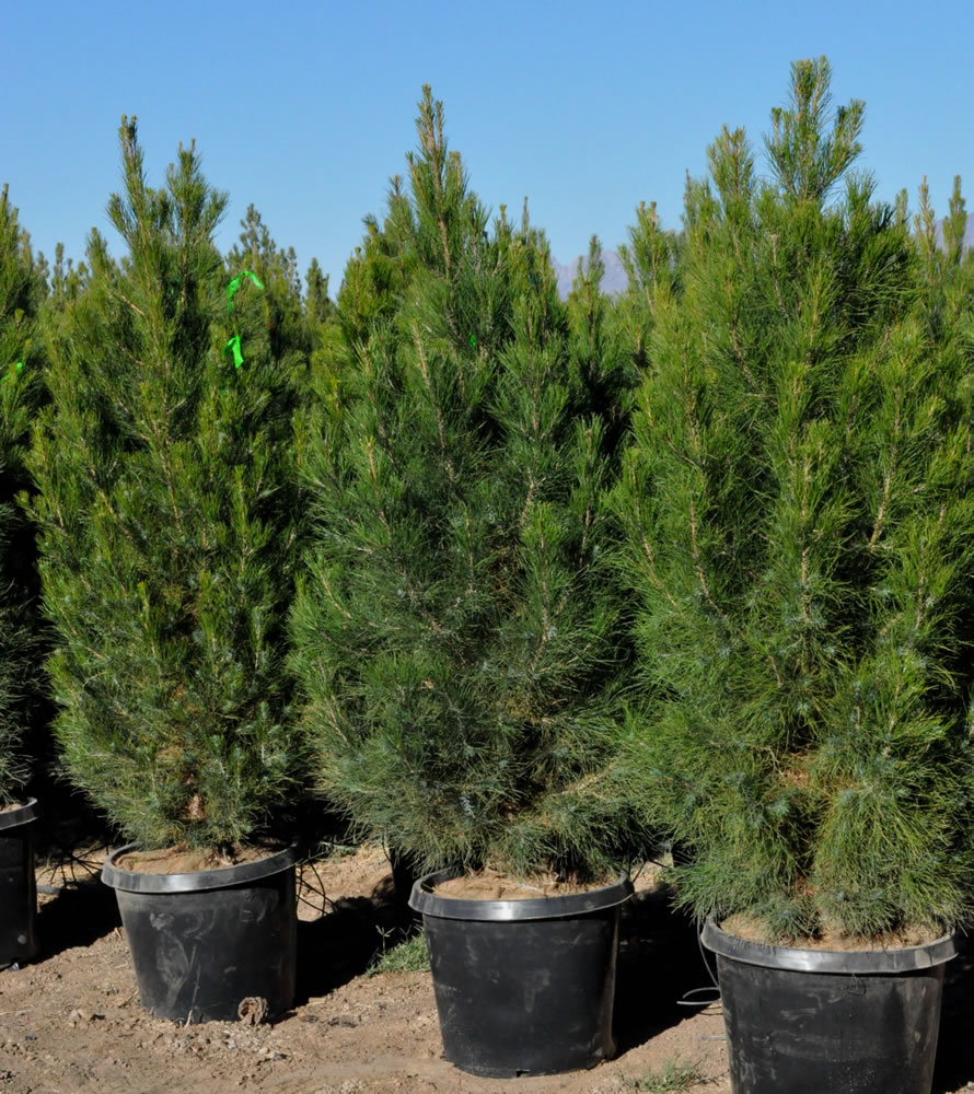 Archer Farms Pinus Eldarica, Eldarica Afghan Pine and Pecan Pictures