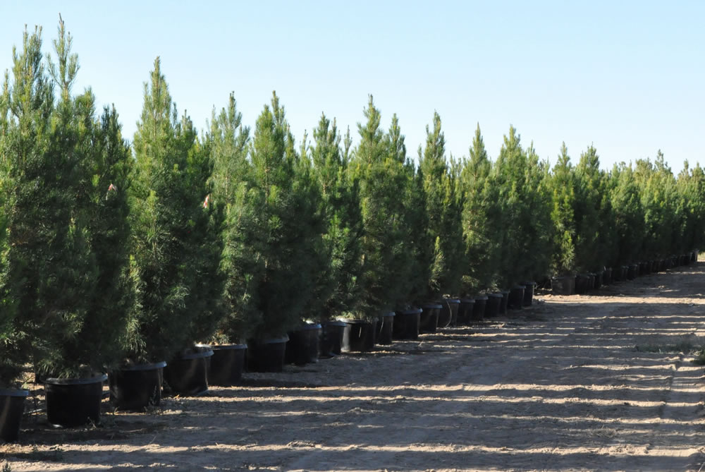 Archer Farms Pinus Eldarica, Eldarica Afghan Pine and Pecan Pictures