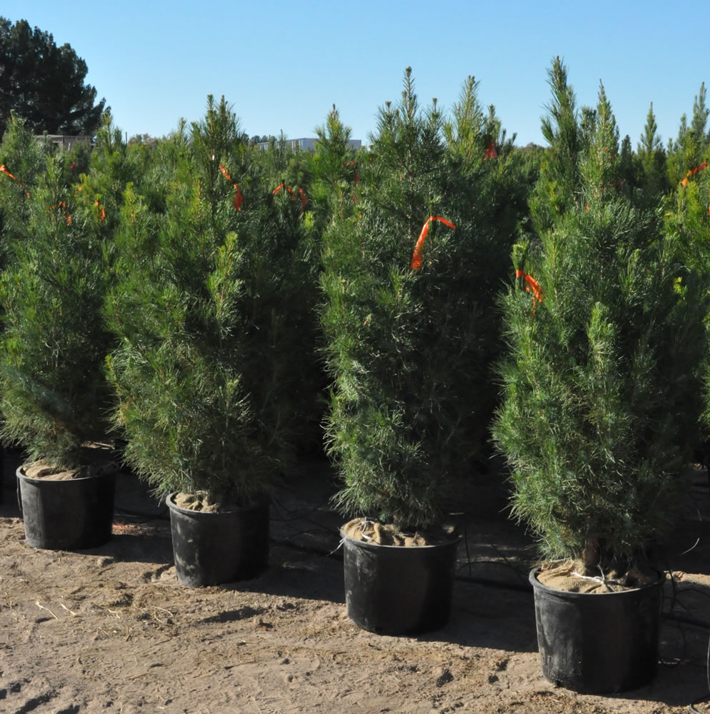 Archer Farms Pinus Eldarica, Eldarica Afghan Pine and Pecan Pictures